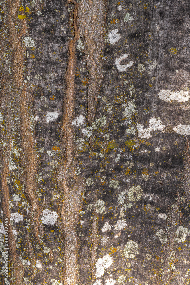 Bark of Pyramidal European Hornbeam (Carpinus betulus 'Fastigiata ...