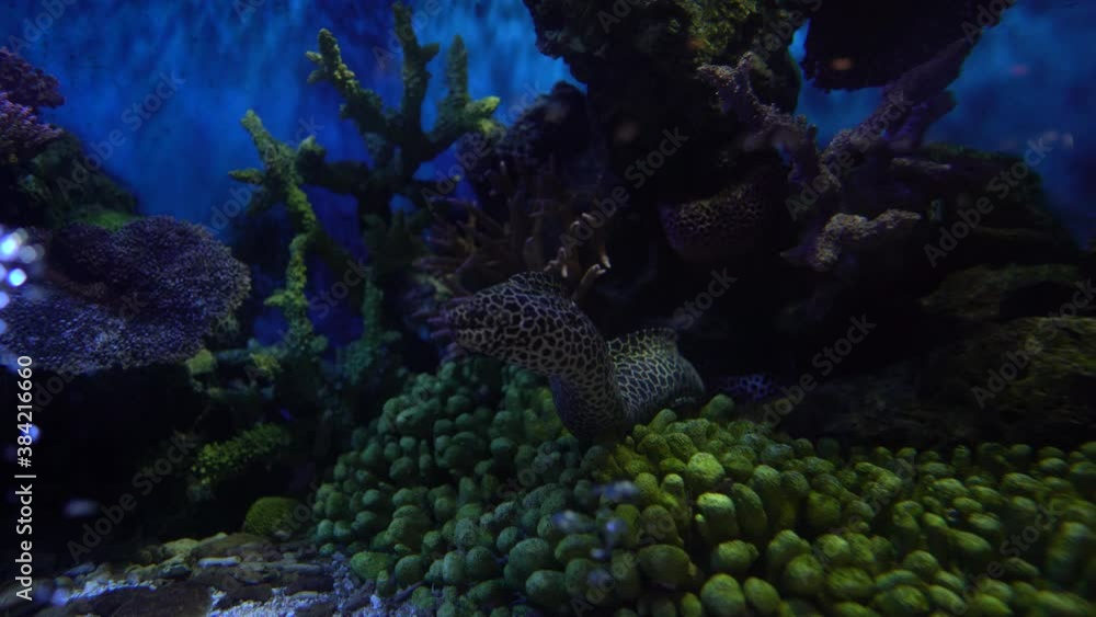 Electric eel fish under water of sea vídeo do Stock | Adobe Stock