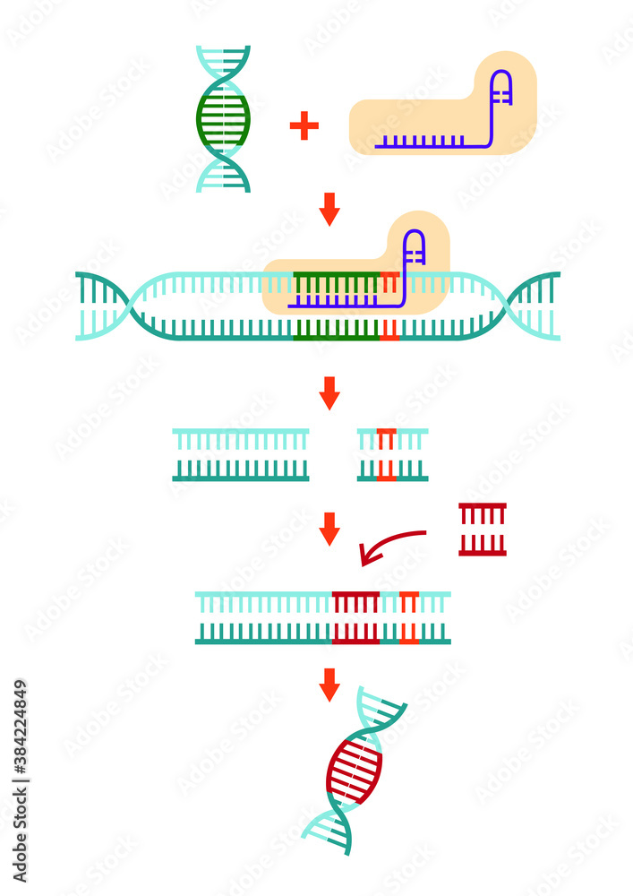 Science illustration show process of CRISPR-Cas9 cut DNA sequence as ...