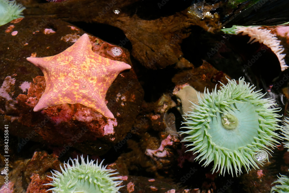 Bat star starfish Asterina miniata Stock Photo | Adobe Stock