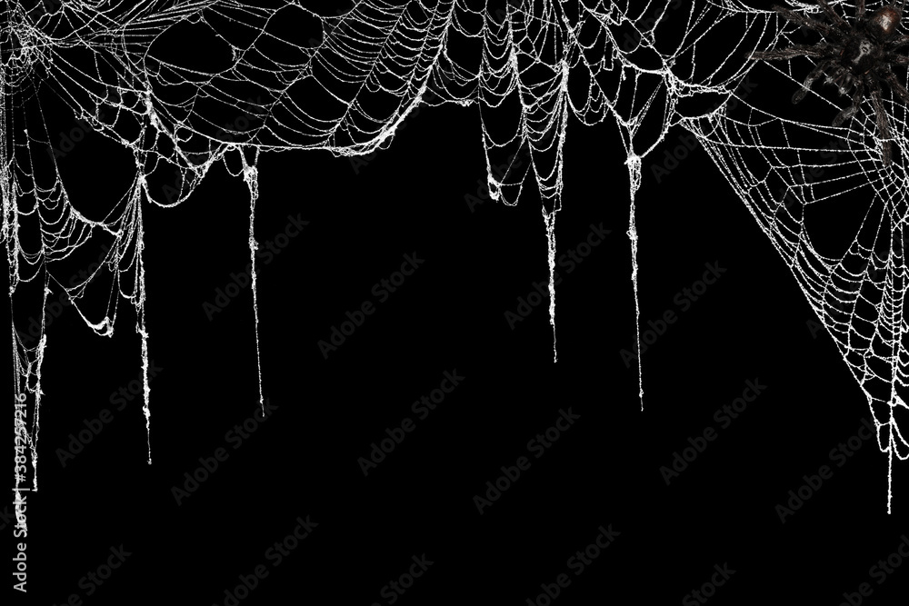 Real creepy spider webs hanging on black banner as a top border with a tarantula in the corner ...