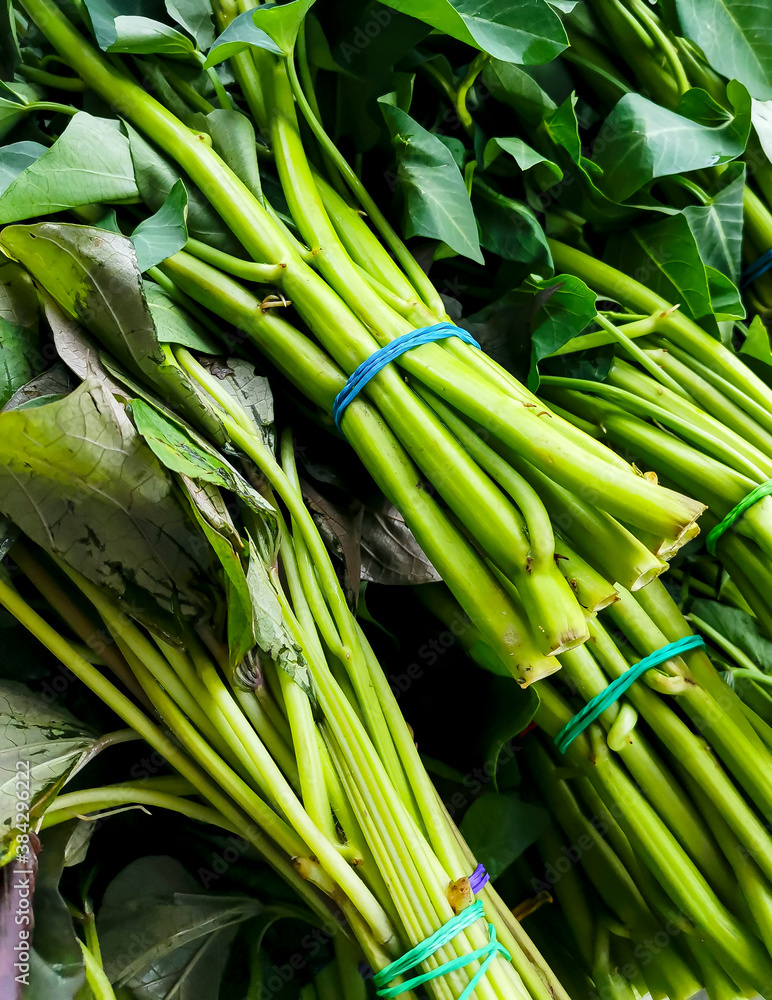 Stalks of Water Spinach, known in Southeast Asia as Kangkong, tied with ...