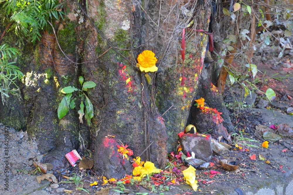 Trunk of a tree called 'Peepal' with flowers and worship materials ...