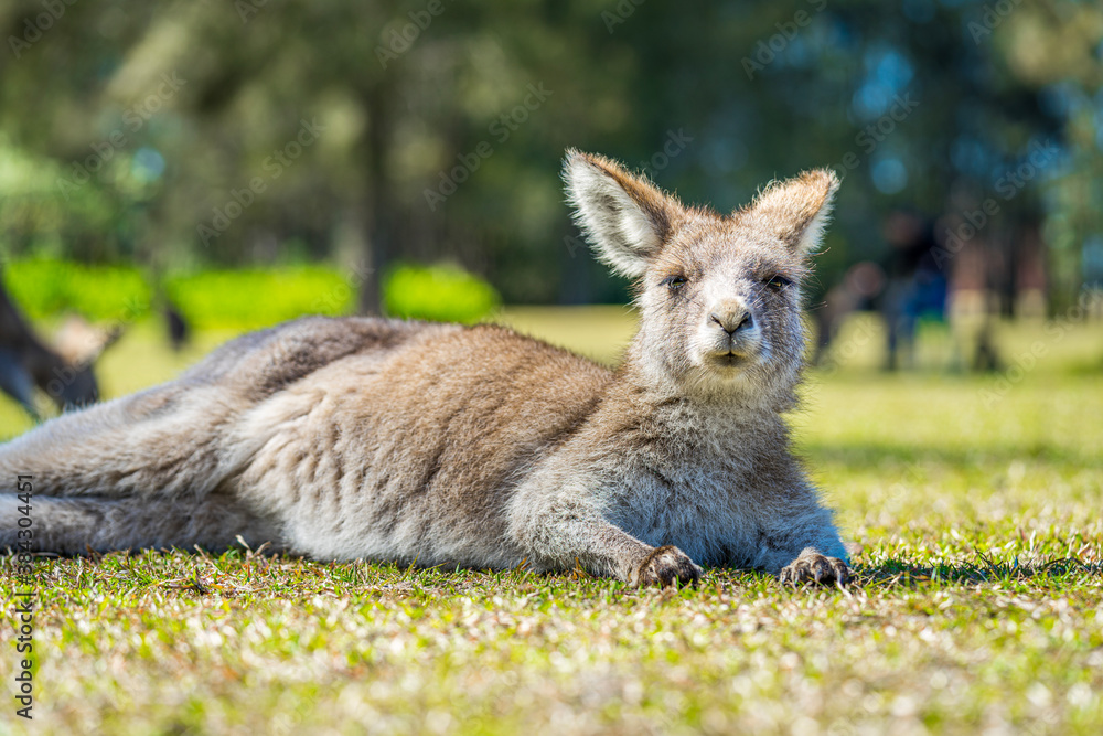 Baby Joey Kangaroo in country Australia - these marsupials are a symbol ...