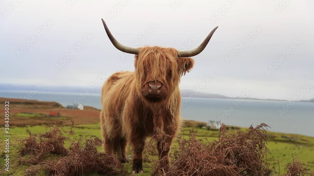 Long-haired Highland Cattle by the road, Kalnakill, Scottish highlands ...