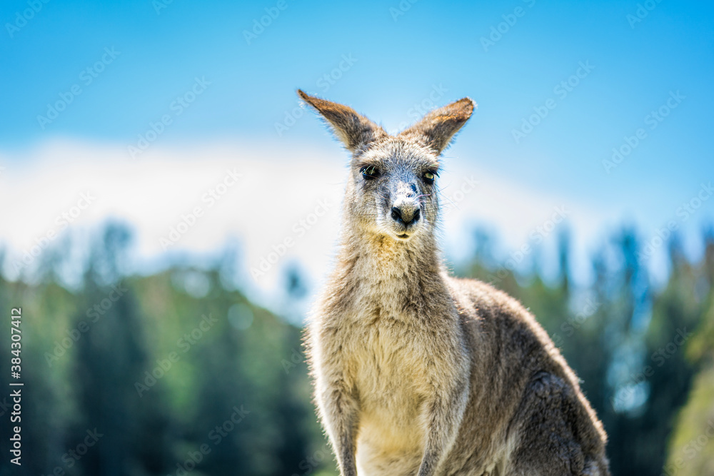 Kangaroo in country Australia - these marsupials are a symbol of ...