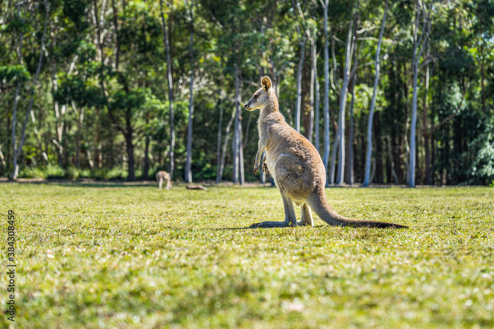 Kangaroo in country Australia - these marsupials are a symbol of ...
