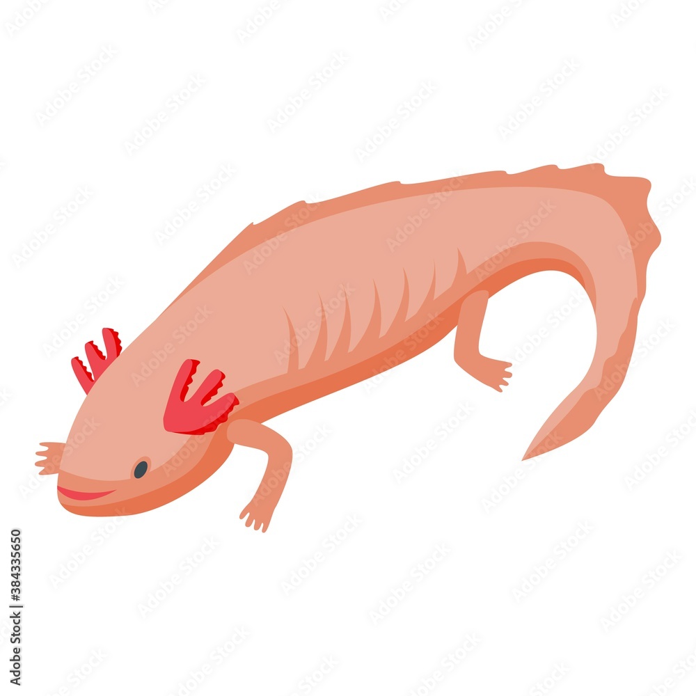 Axolotl lizard icon. Isometric of axolotl lizard vector icon for web ...