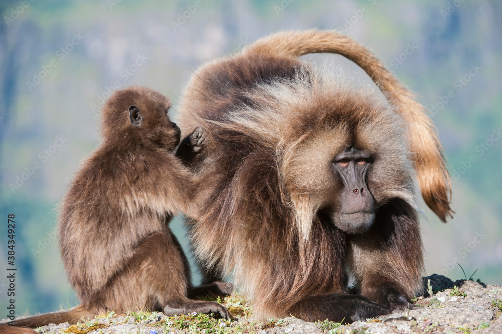 Gelada baboon (Theropithecus Gelada) grooming each other, Simien ...