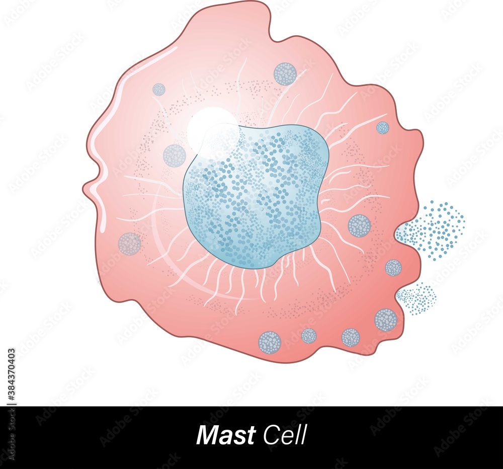 Stockvector Mast cell, granulocytes has histamine, heparin ...
