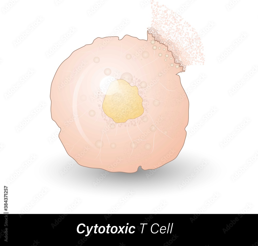 cytotoxic T cell also called a CD8+ cell. role in cell-mediated ...