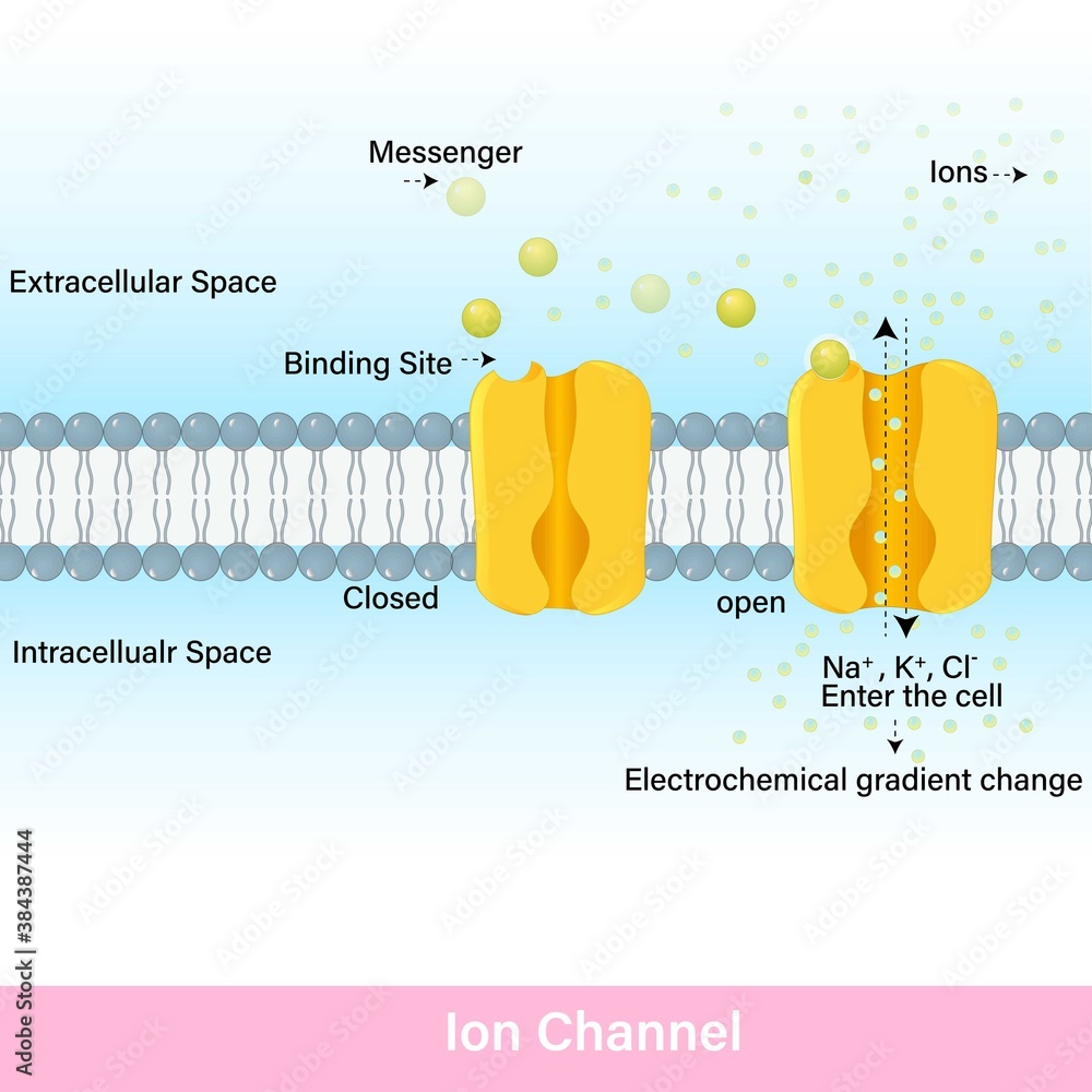 Aquaporin also known as water channels, major intrinsic protein ...