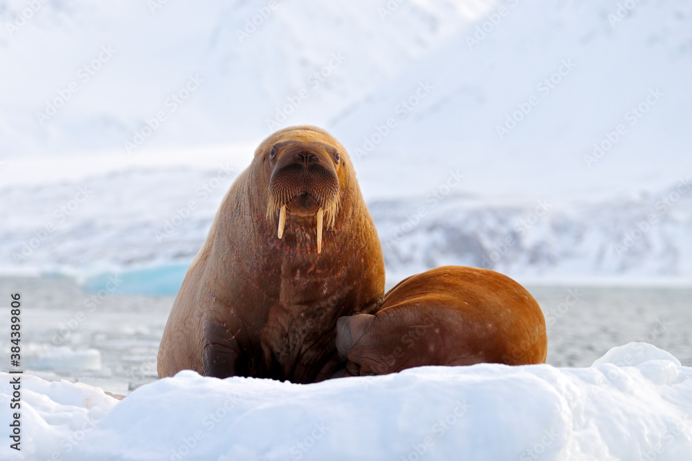 Walrus, Odobenus rosmarus, stick out from blue water on white ice with ...