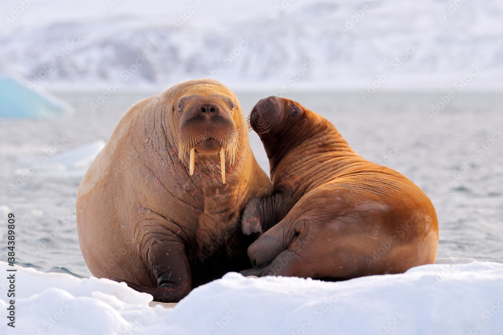 Walrus, Odobenus rosmarus, stick out from blue water on white ice with ...