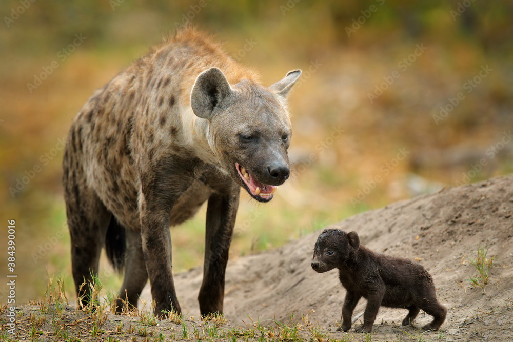 Young hyena pup, evening sunset light. Hyena, detail portrait. Spotted ...