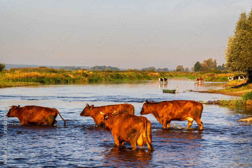 Rzeka Narew w Zawykach. Szlak Konopielki, Podlasie, Polska foto de ...