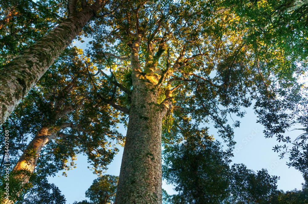 Huge kauri tree (Agathis australis) at the North Island, New Zealand ...
