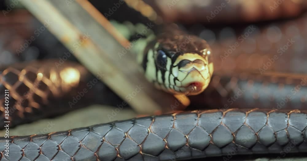 Video „Spilotes pullatus, commonly known as the caninana,chicken snake ...