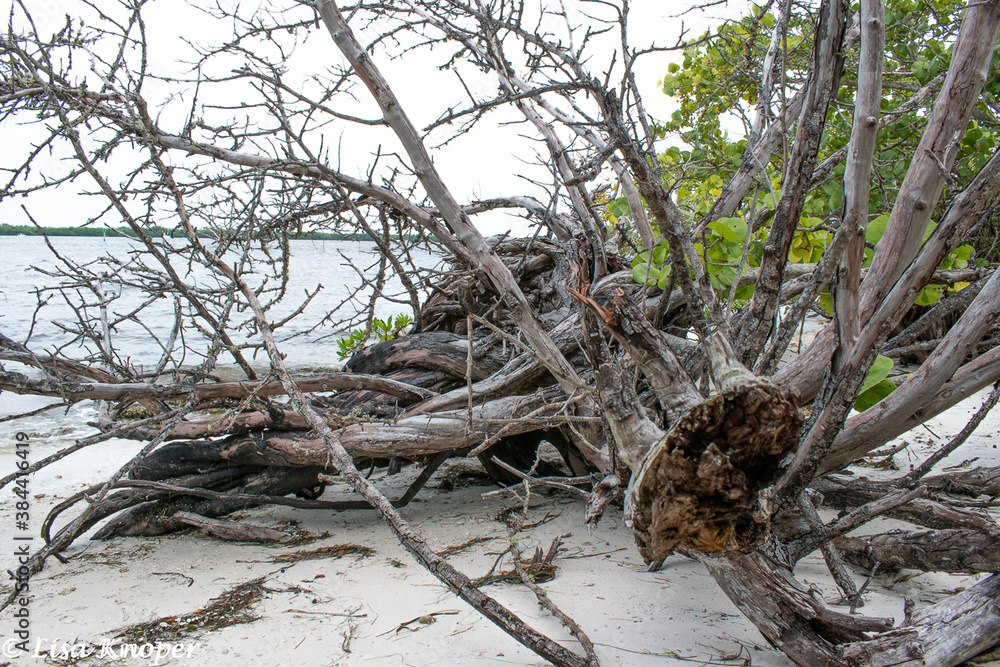 Beach Tree Stock Photo | Adobe Stock