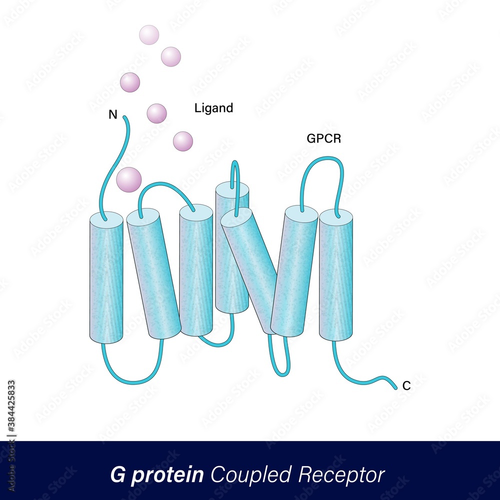 GPCR also known as G protein-coupled receptor of cell signaling vector ...