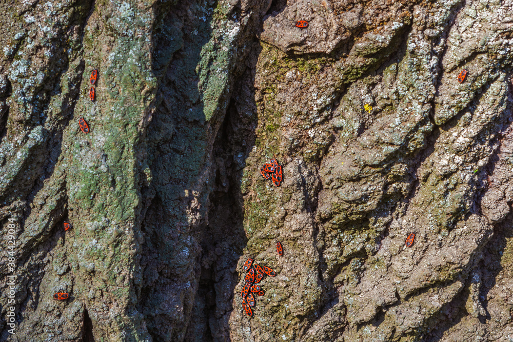 The texture of tree bark with a colony of red bugs Firebugs on the tree ...