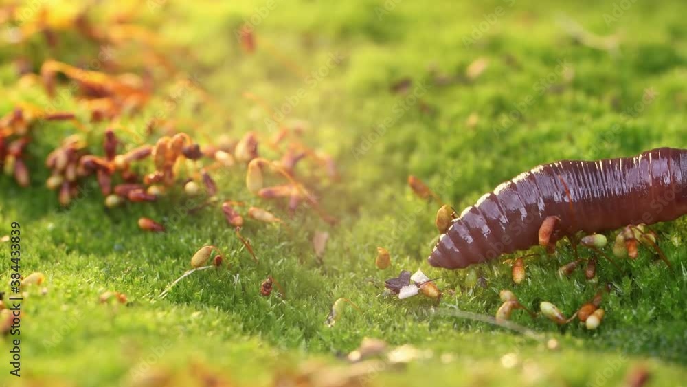 An earthworm is a terrestrial invertebrate that belongs to the class ...