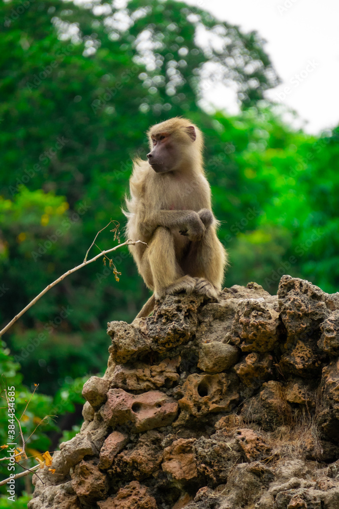 Monkeys in the wild are sitting on rocks. Rainforest mammals are relaxing during the day. Stock ...