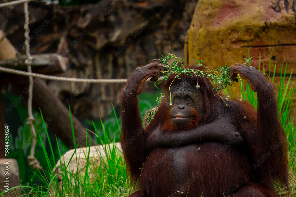 Orangutan sits in the zoo enclosure. Orang-utans are a type of large ...