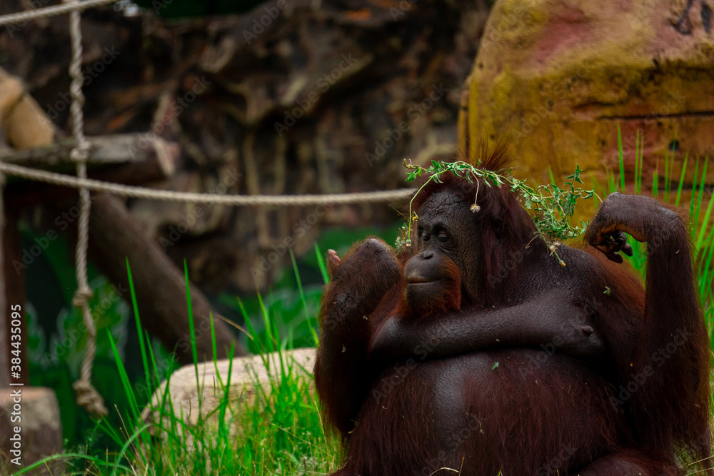 Orangutan sits in the zoo enclosure. Orang-utans are a type of large ...