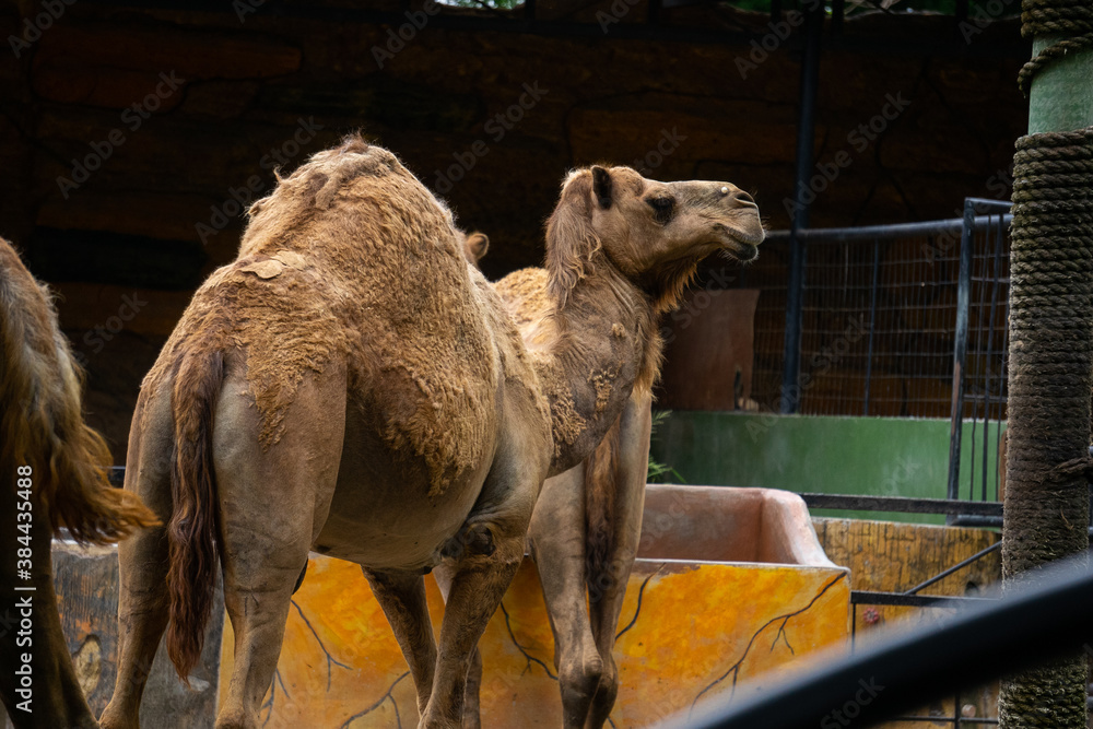 Camels are standing in the zoo enclosure. Camels are a species of the ...