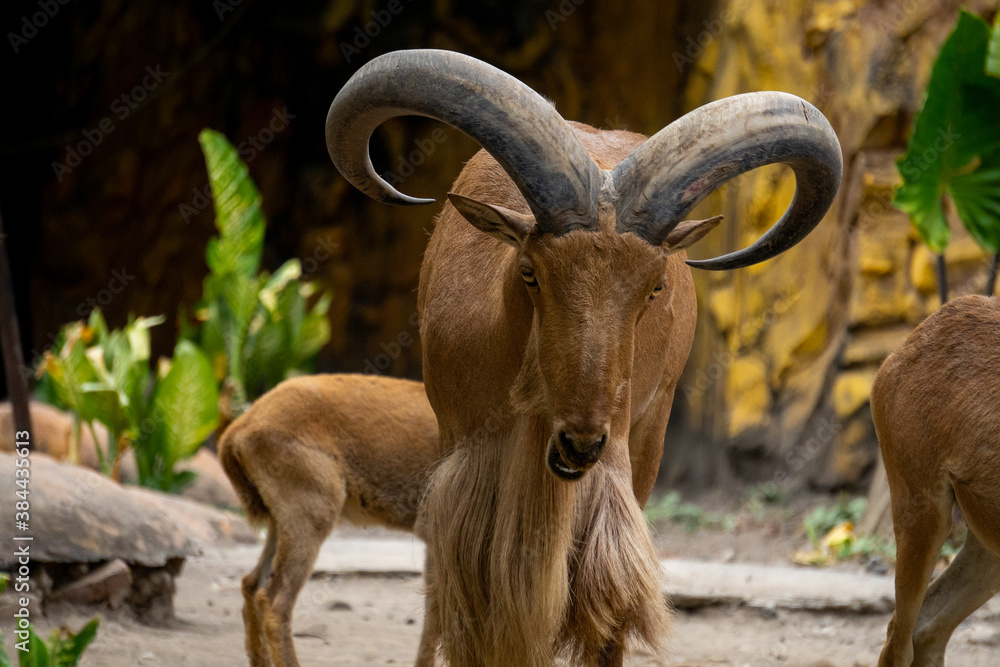 a group of mountain goats (Oreamnos americanus) in the zoo enclosure ...