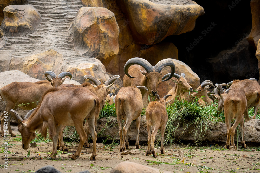 a group of mountain goats (Oreamnos americanus) in the zoo enclosure ...