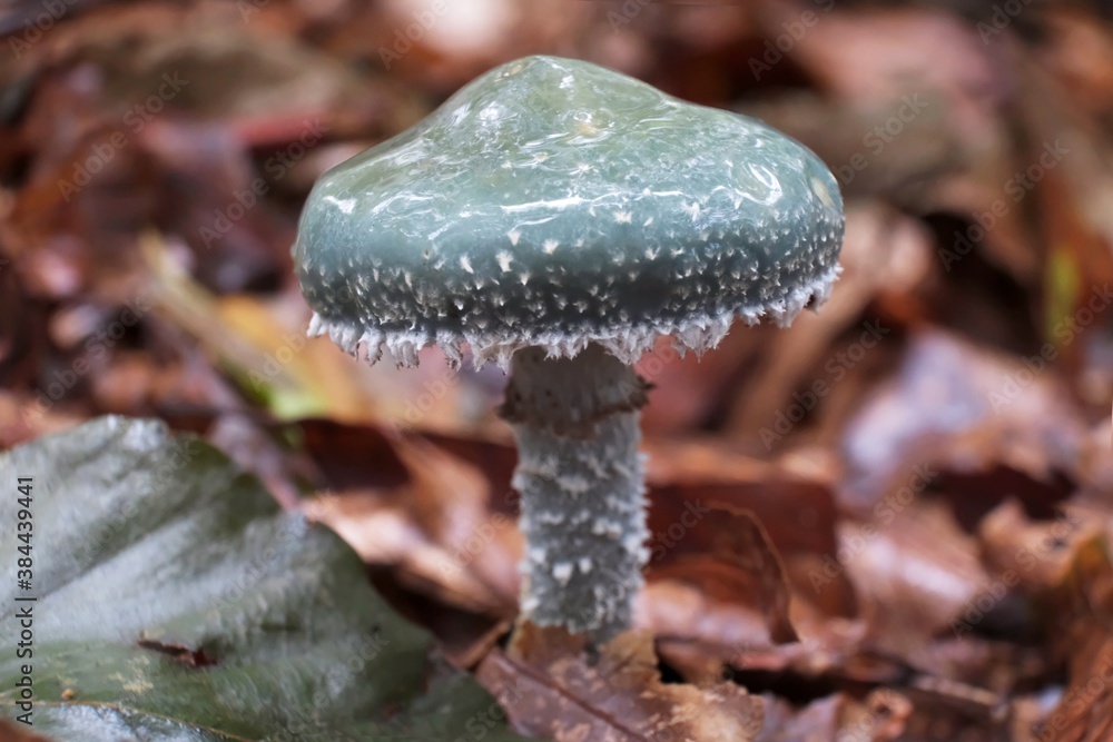 Stropharia aeruginosa, commonly known as the verdigris agaric, is a ...