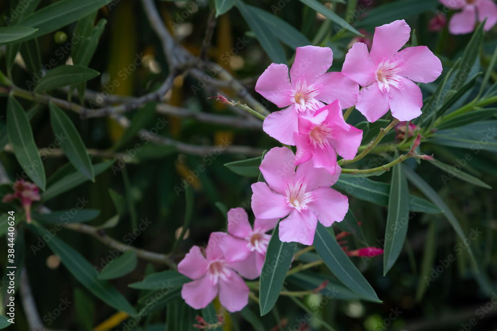 A Bush of blooming pink oleander on a background of green foliage in ...