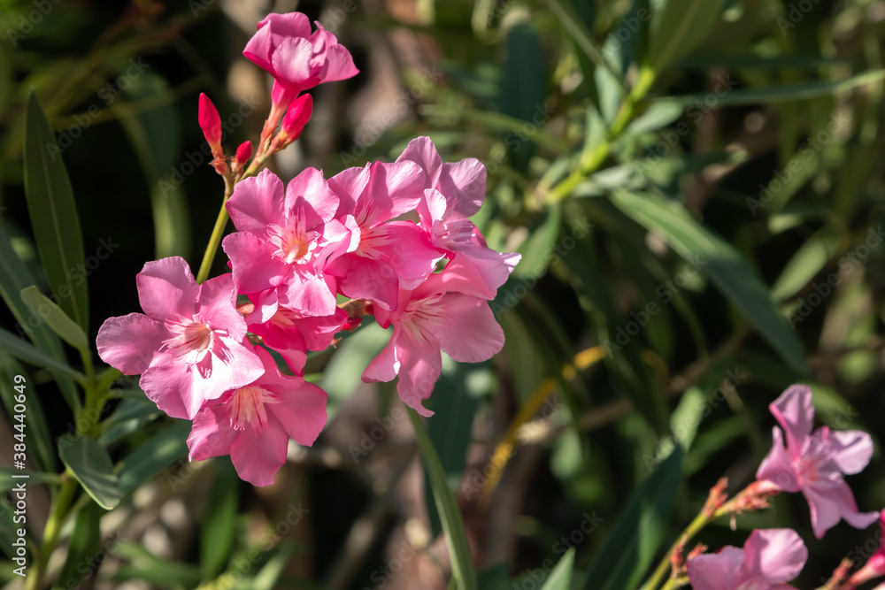 A Bush of blooming pink oleander on a background of green foliage in ...