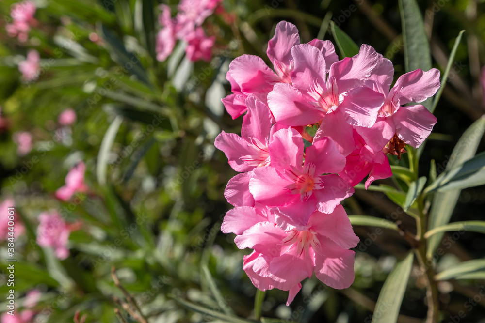 A Bush of blooming pink oleander on a background of green foliage in ...