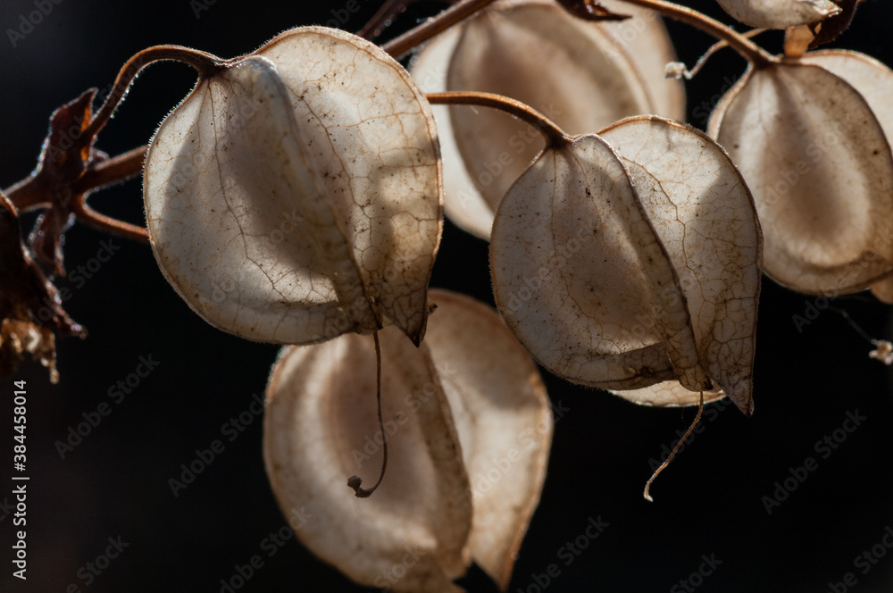 Seed pods 2 - Seeds of Common Large Monkeyflower (Mimulus guttatus ...
