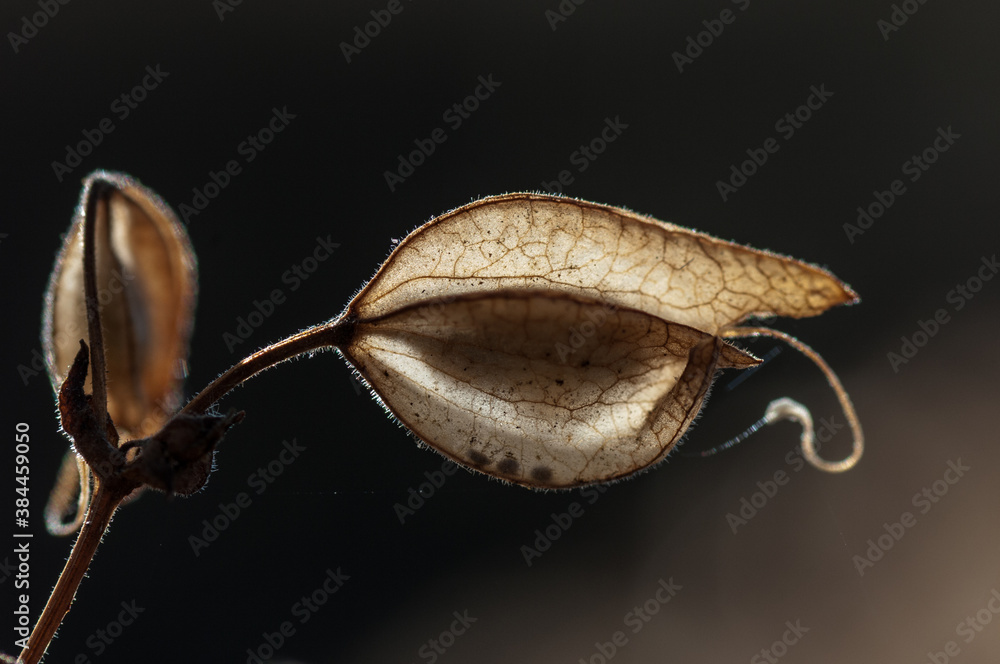Seed pods - Seeds of Common Large Monkeyflower (Mimulus guttatus) Stock ...