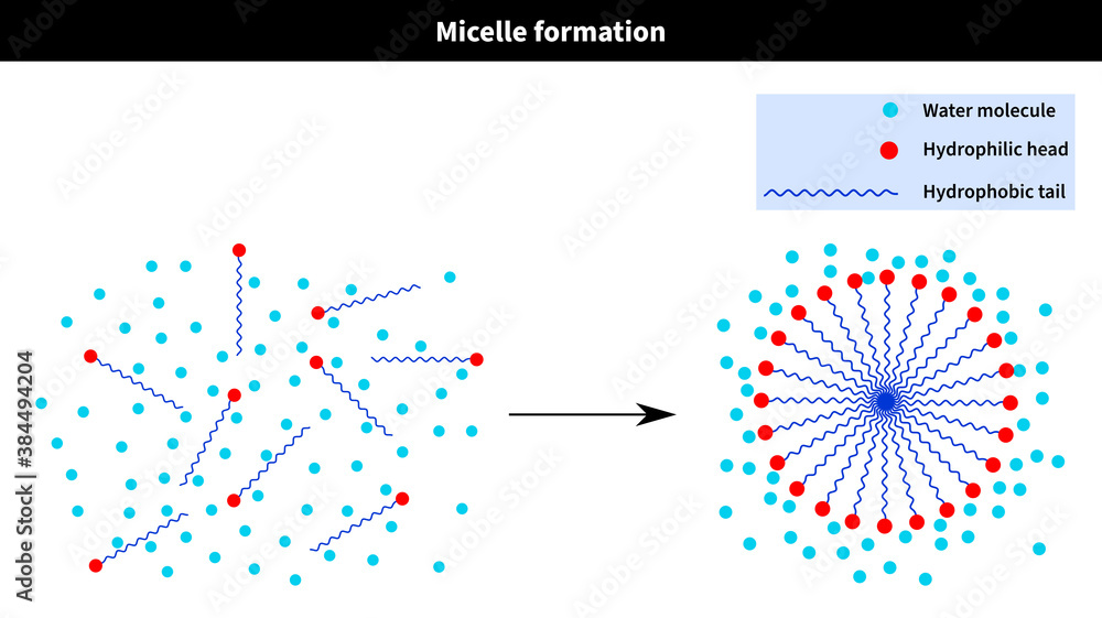 Micelle formation after critical temperature and concentration: water ...