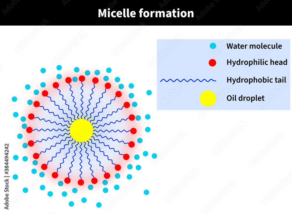 Draw The Diagram Showing Micelle Formation By The Fol