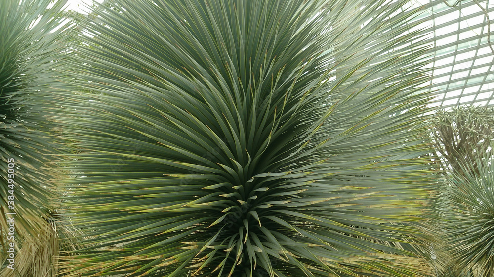 Fotka „North American plant-Yucca rostrata close-up. Narrow long needle ...