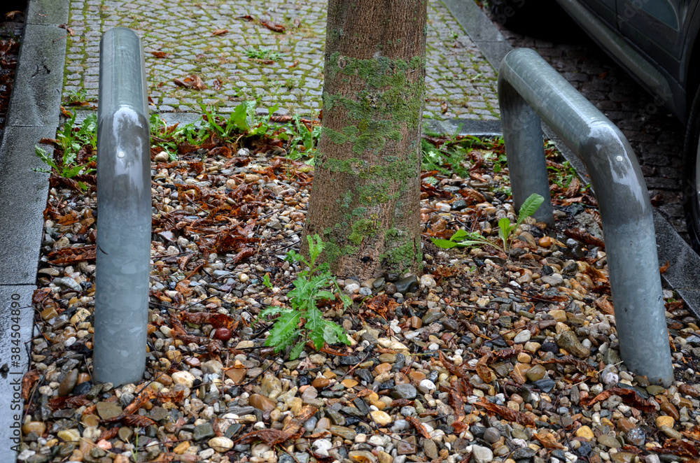 protection of a tree from damage by parked vehicles in the city. in ...