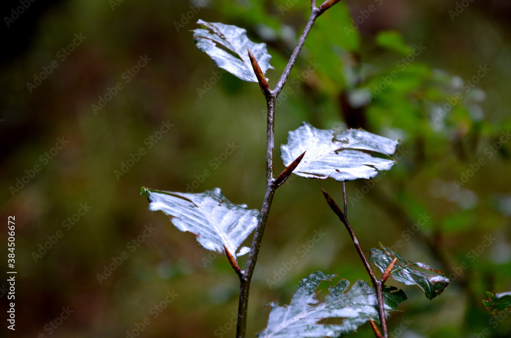Foto de protection of deciduous trees in the forest from the entry of ...
