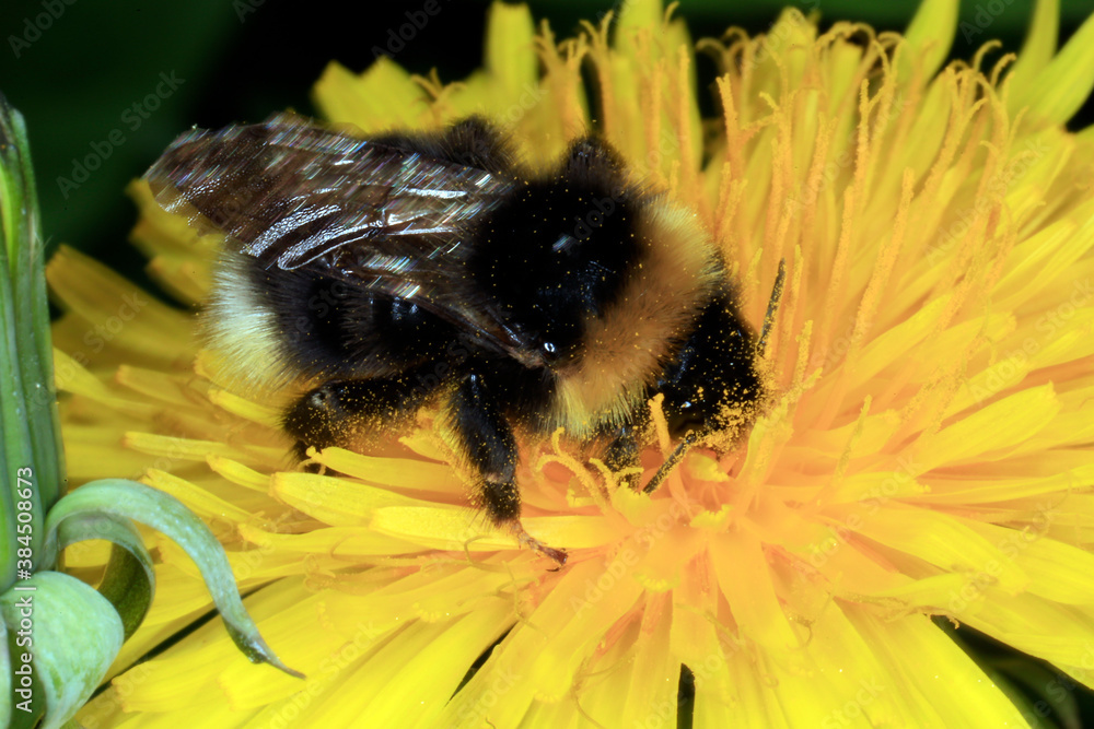 Hummel, Parasitenhummel, Psithyrus vestalis, Insekt, Thueringen ...