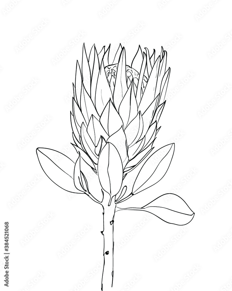 Protea flower line drawing. Exotic tropical flowers. - Vector ...