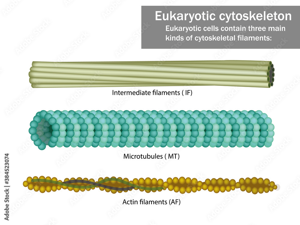 Three Eukaryotic cells cytoskeletal filaments microfilaments ...