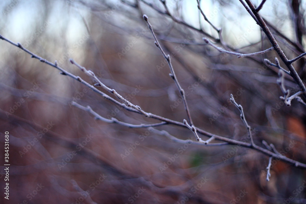cold winter nature background image from the forest with frosted ...