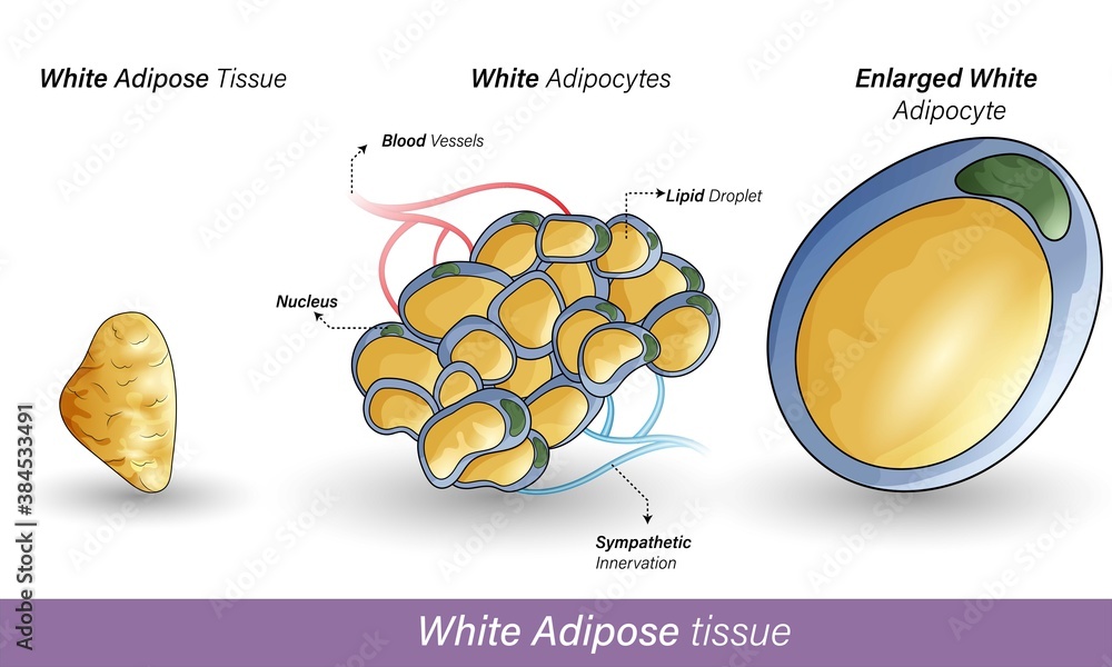 Fotografering, Billede White adipocytes cells of human adipose tissue ... Fotografering, Billede White adipocytes cells of human adipose tissue ...