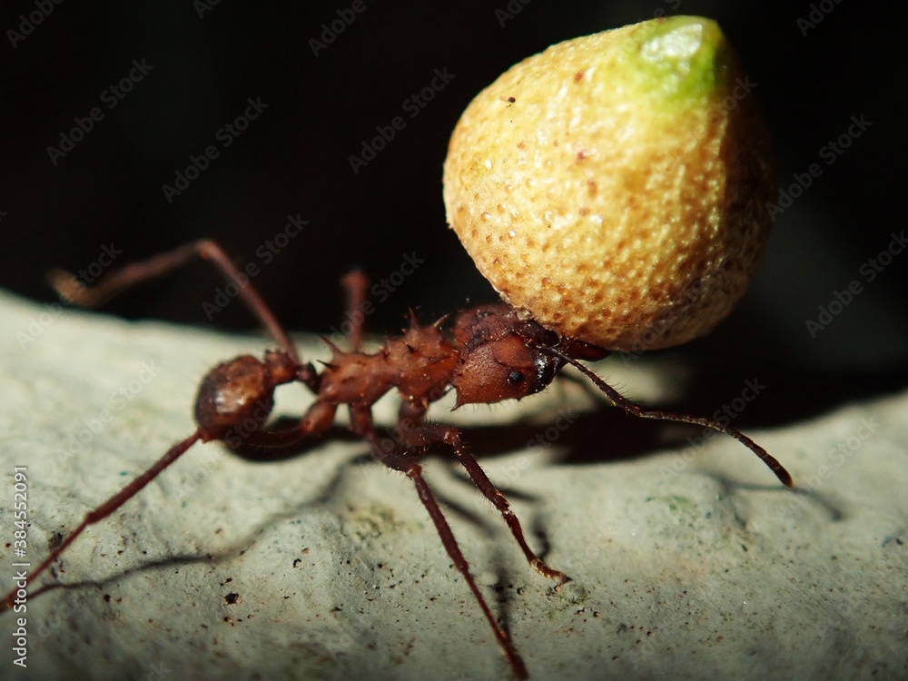 Ant carrying seed case Stock Photo | Adobe Stock