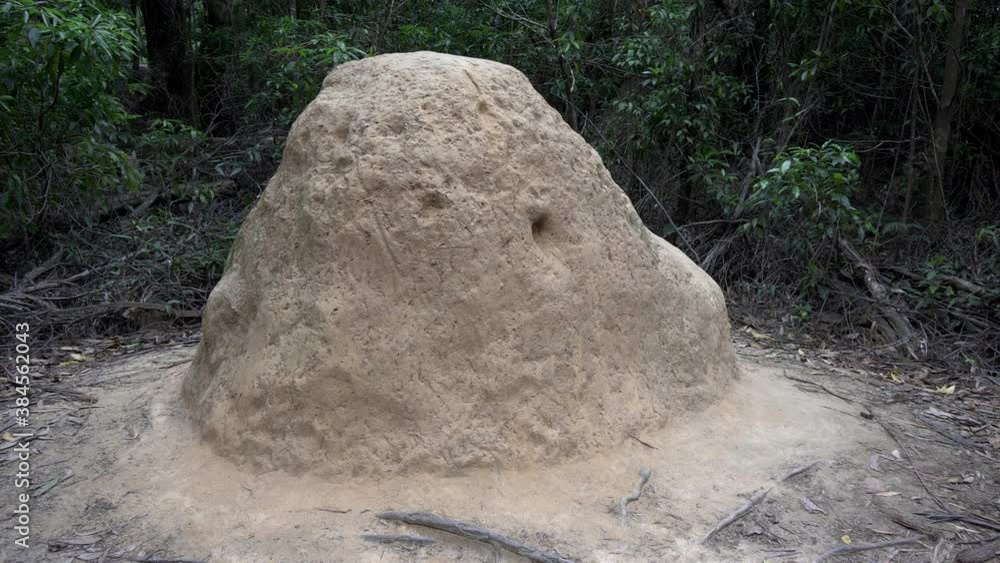 pan of a milk termite mound at morton national park in the nsw southern ...